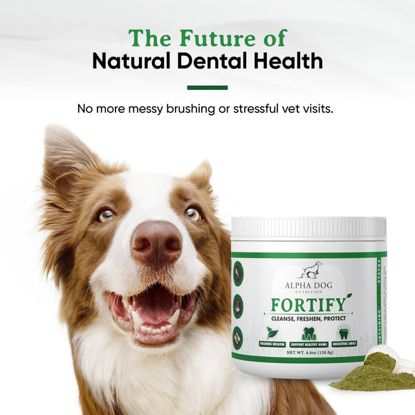 Fortify Dental Powder for Dogs from Alpha Dog Nutrition